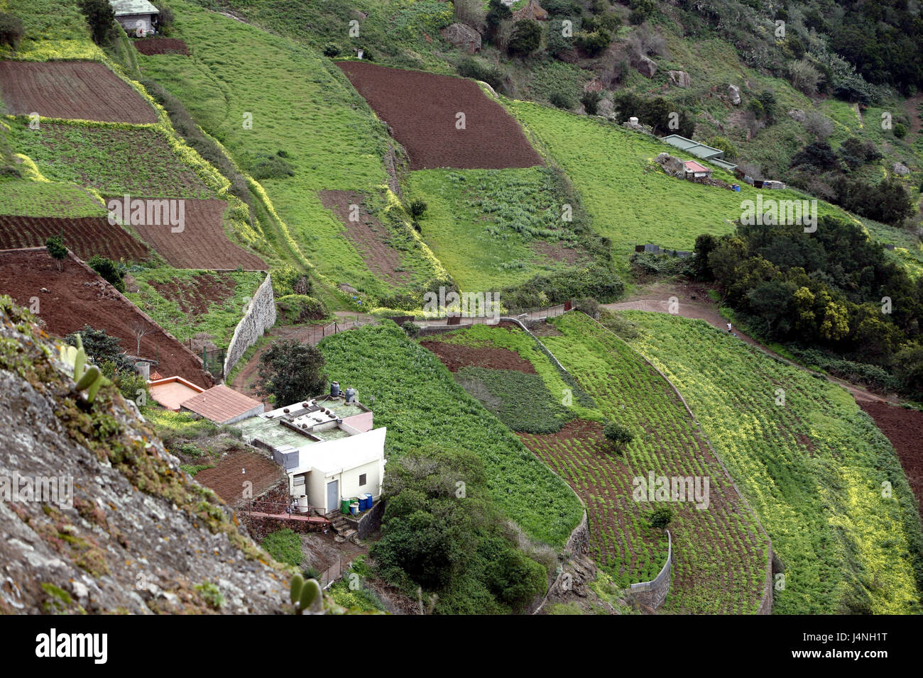 Spain, Tenerife, Anaga mountains, mountain village, terrace fields ...