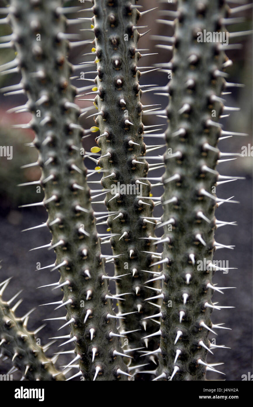 Didiereaceae hi-res stock photography and images - Alamy