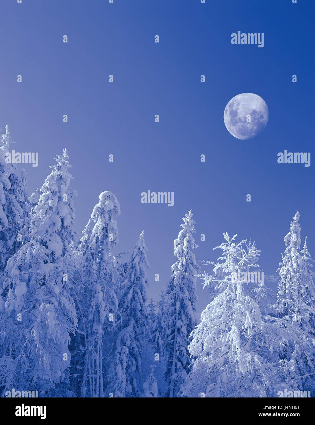 Trees, snow-covered, detail, sky, moon, [M], nature, plants, conifers ...