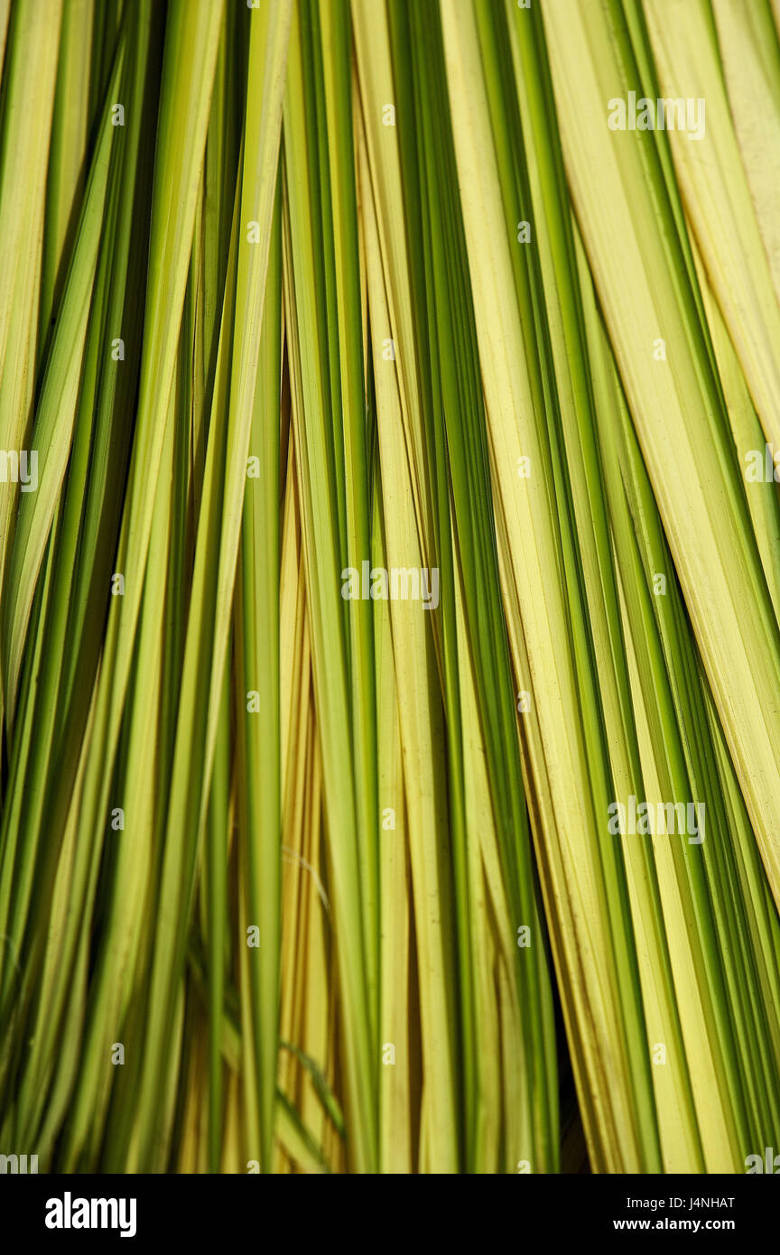 Mauritia flexuosa hi-res stock photography and images - Alamy