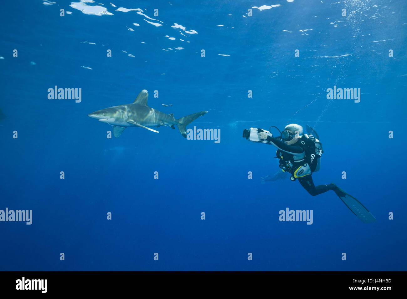 Underwater recording, diver, camera, white point shark, Carcharhinus ...