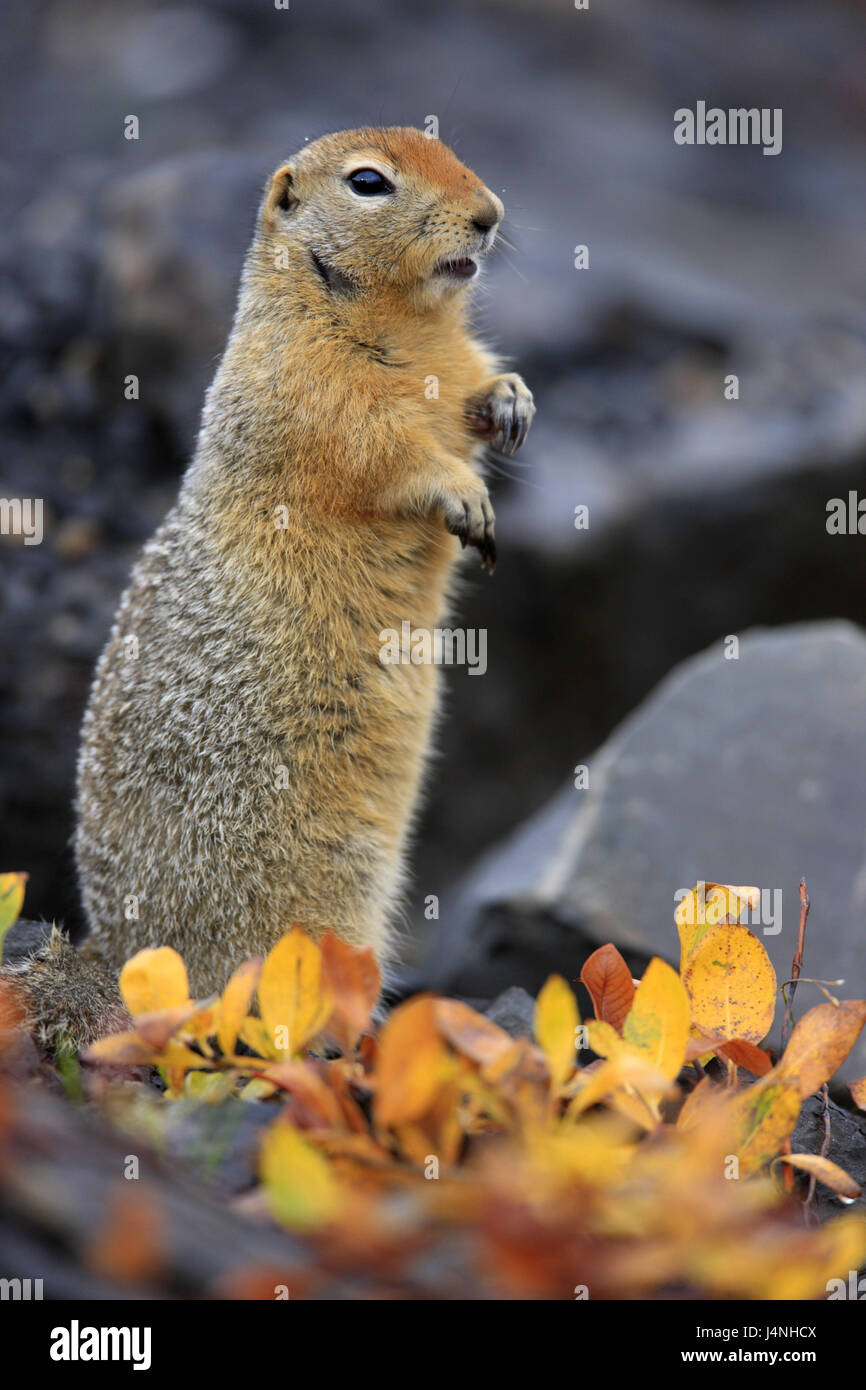 North America, Canada, north west territory, North Territory, Dempster ...