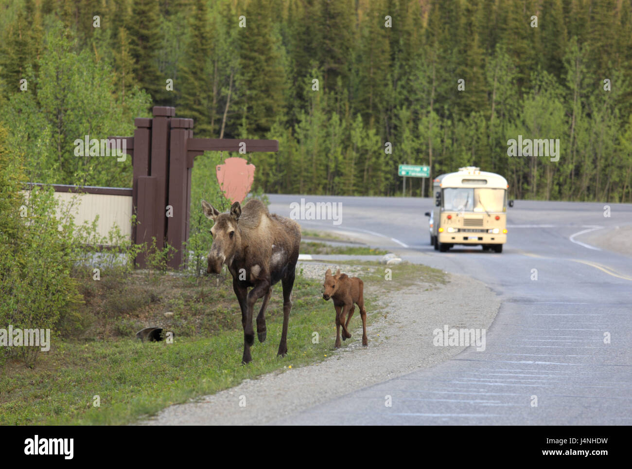 North America, the USA, Alaska, Denali national park, elk's cow, elk ...