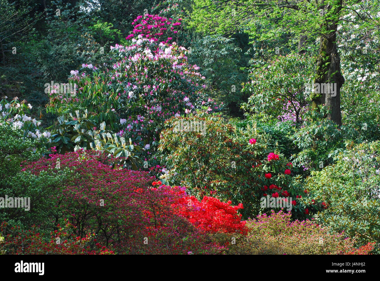 Azalea bushes hi-res stock photography and images - Alamy