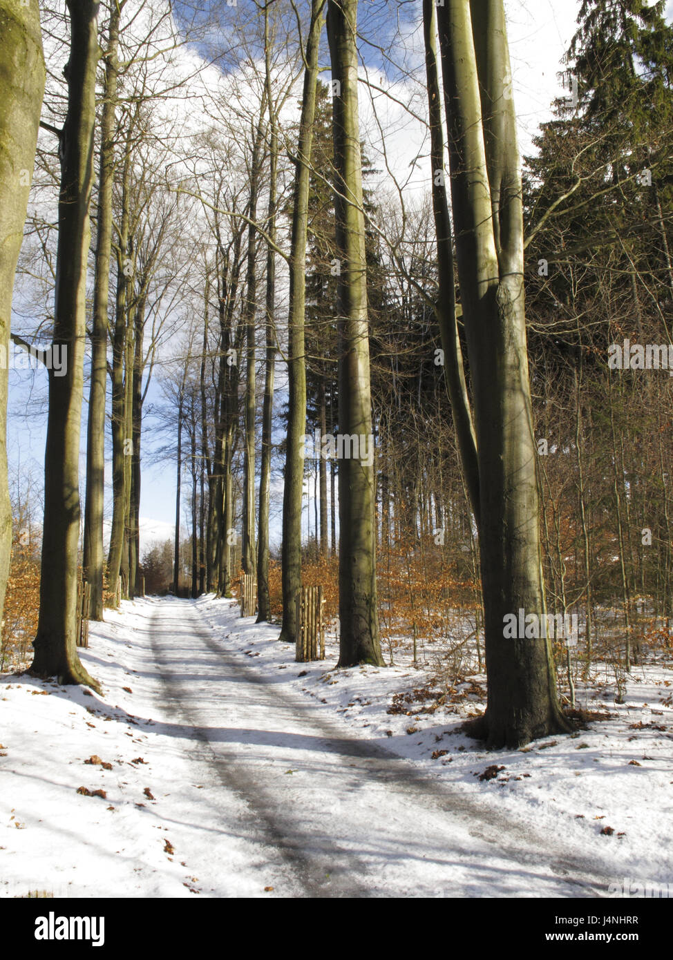 Forest way, trees, bald, snow, winter, nature, season, wintry, lanes ...