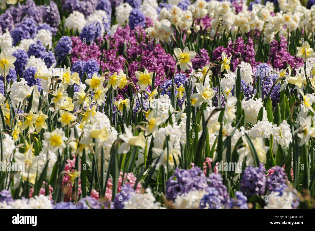 Island Mainau, narcissi, hyacinths, blossom, spring, blossoms, spring ...