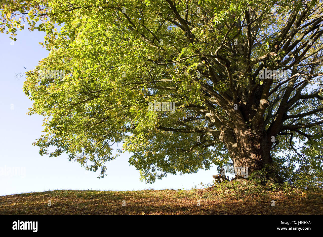 Lime-tree, Tilia, detail, autumn, plant, tree, broad-leaved tree ...