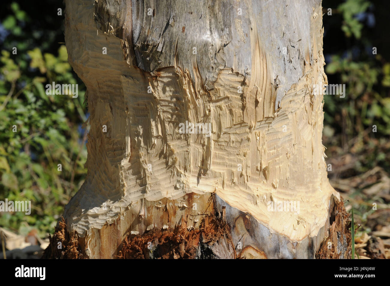 Beaver tracks hi-res stock photography and images - Alamy