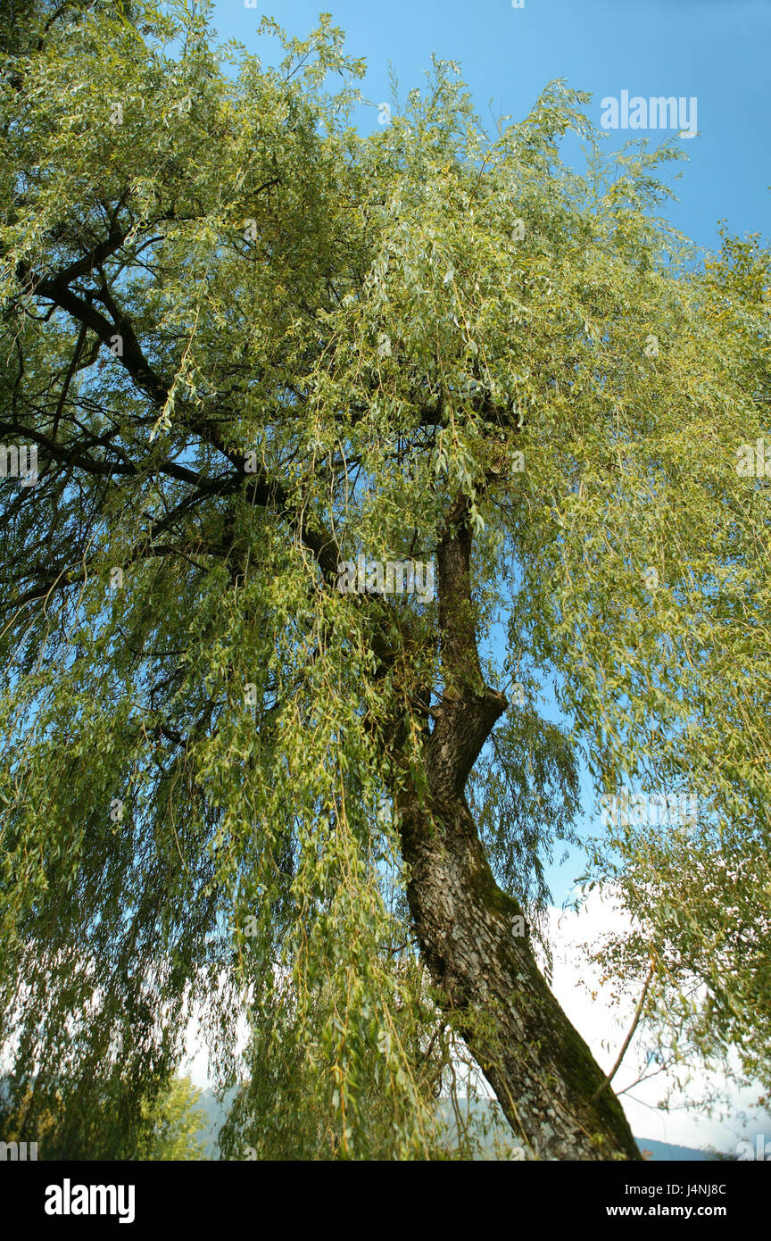 Tree, weeping willow, detail, nature, plant, botany, trunk, branches ...