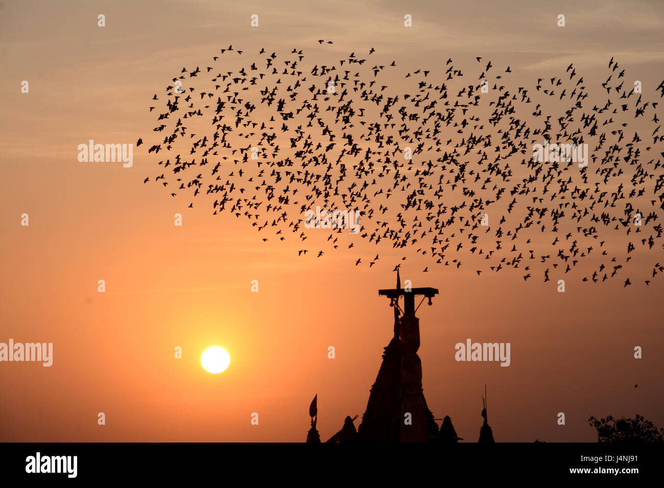 Flocking behavior of birds Stock Photo - Alamy