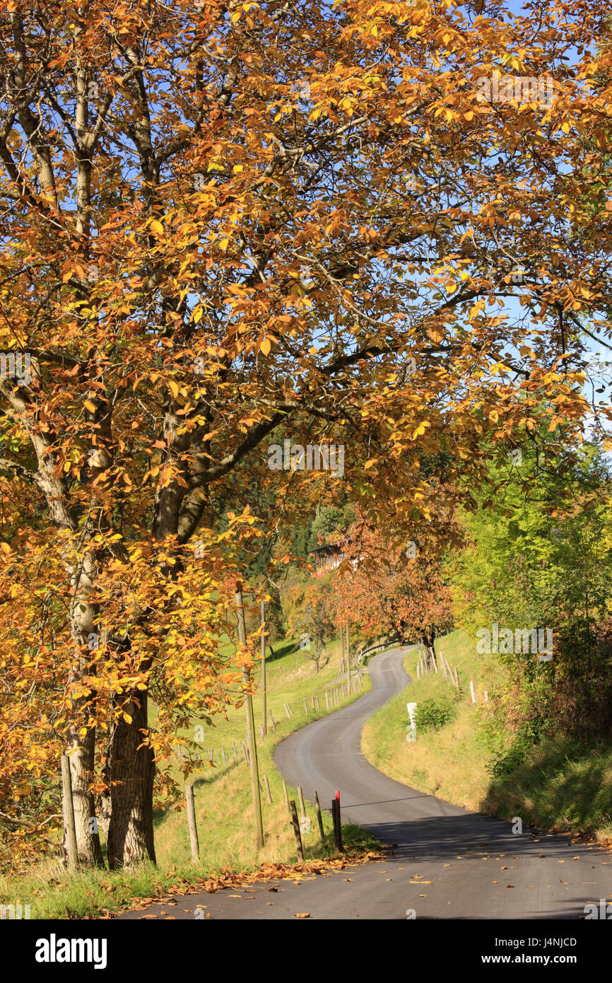 Germany, Upper Bavaria, Chiemgau, mountain Samer, street, trees, autumn ...
