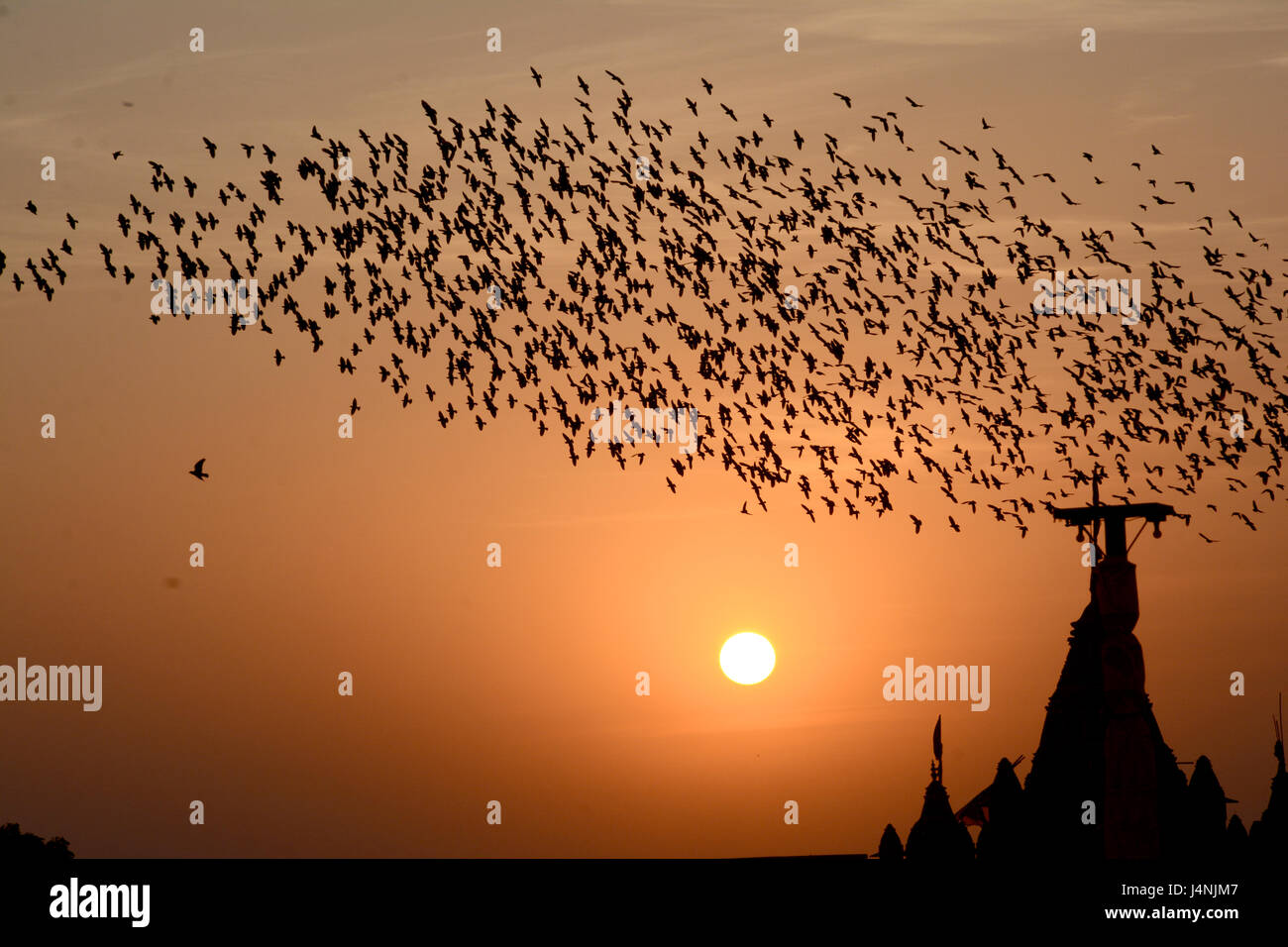 Behavior hunter hi-res stock photography and images - Alamy