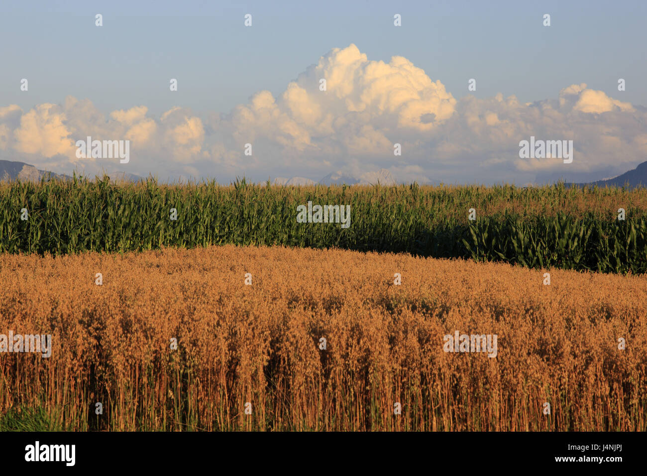 Germany, Bavaria, Upper Bavaria, priest's angle, grain-field, corn ...