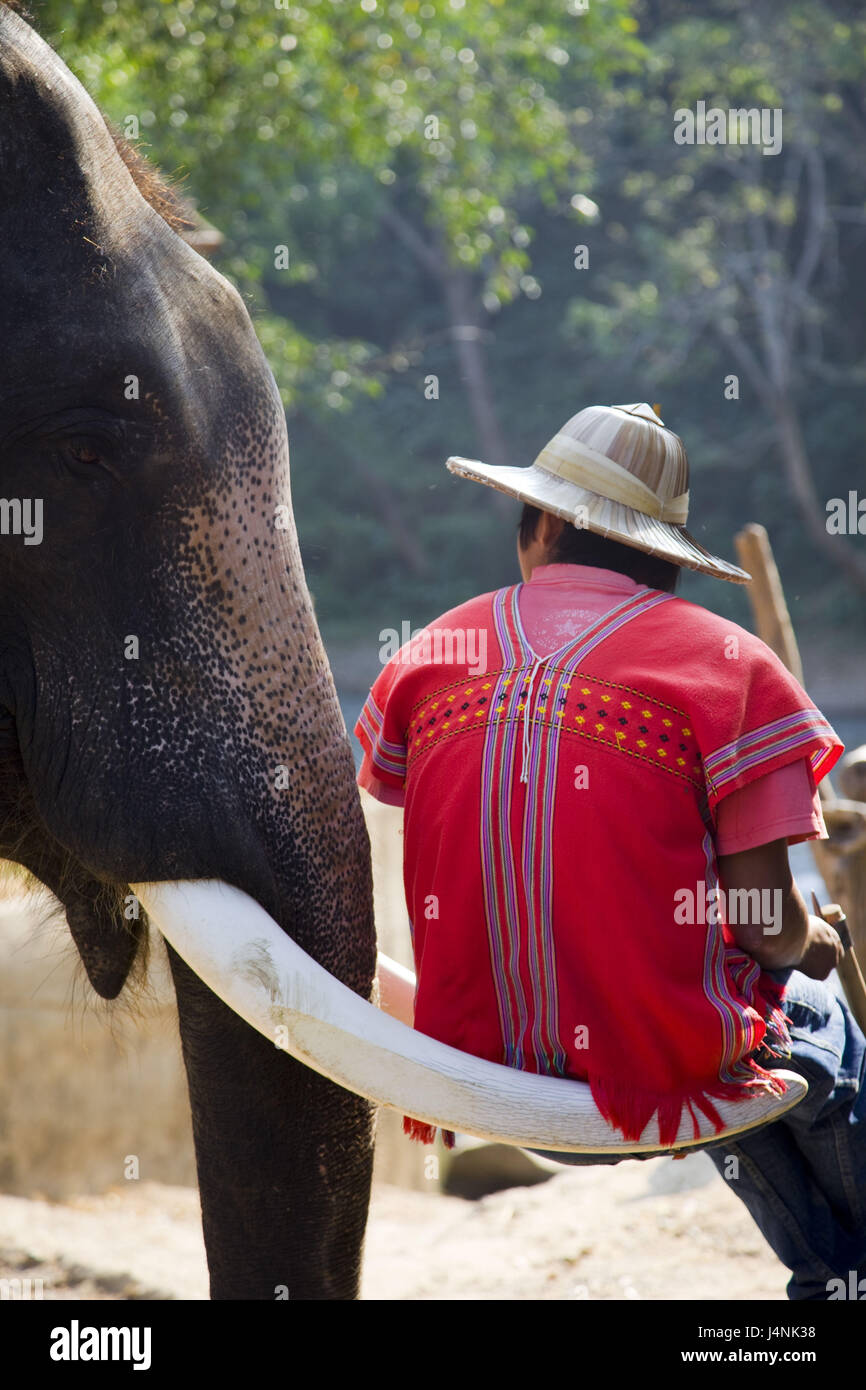 Thailand, Chiang May, Elephant camp, Indian elephant, elephant driver ...