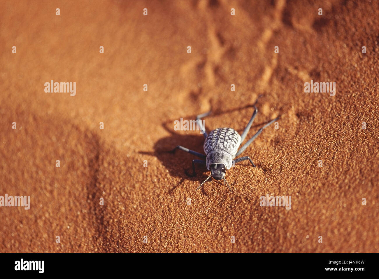 Namibia, Namib desert, Sand, white wild beetle, Onymacris plana, Africa ...