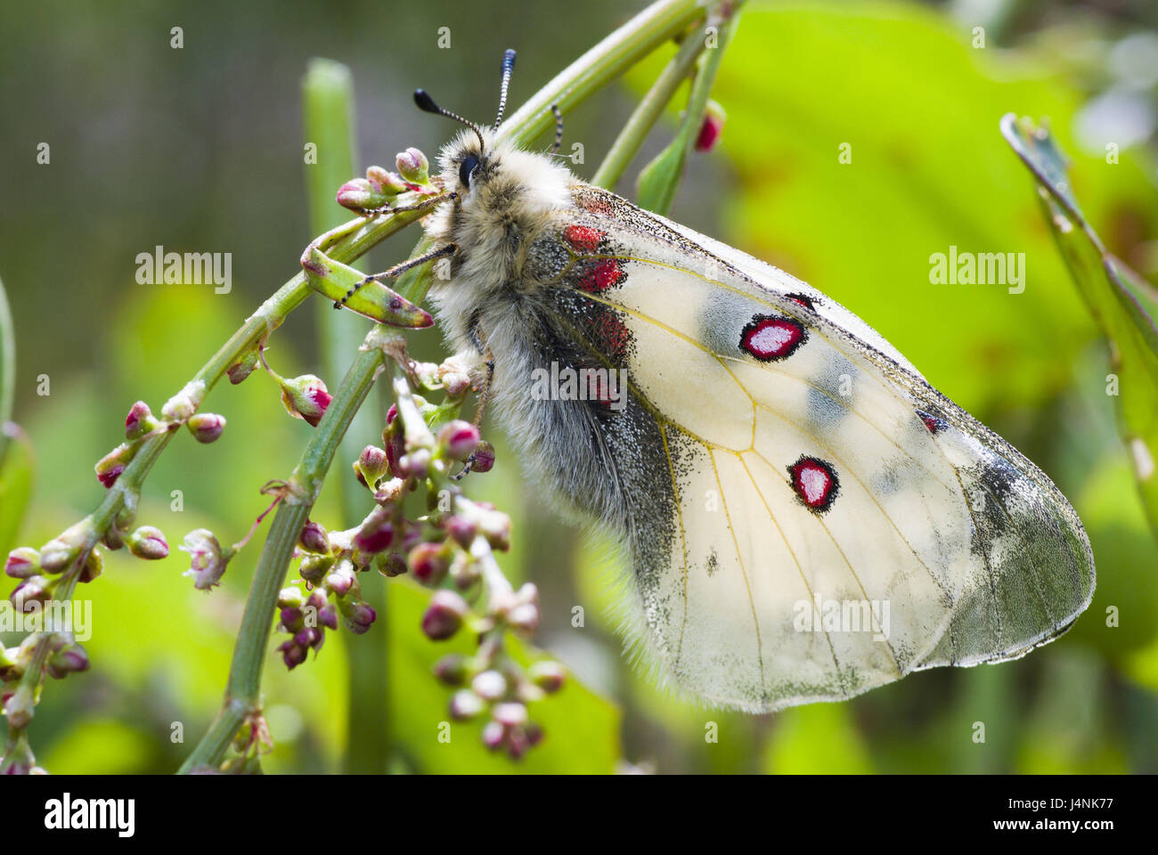 Meadow, high-level alps-Apollofalter, Parnassius phoebus, preview ...