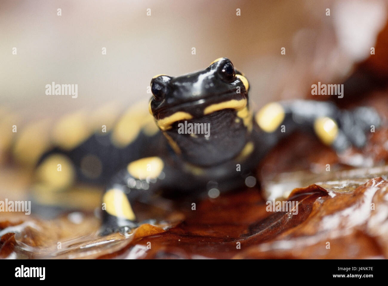 Real water salamanders hi-res stock photography and images - Alamy