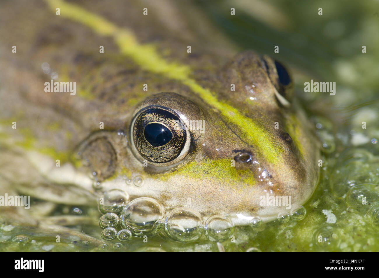 Water, pond frog, Rana esculenta, portrait, medium close-up, Germany ...
