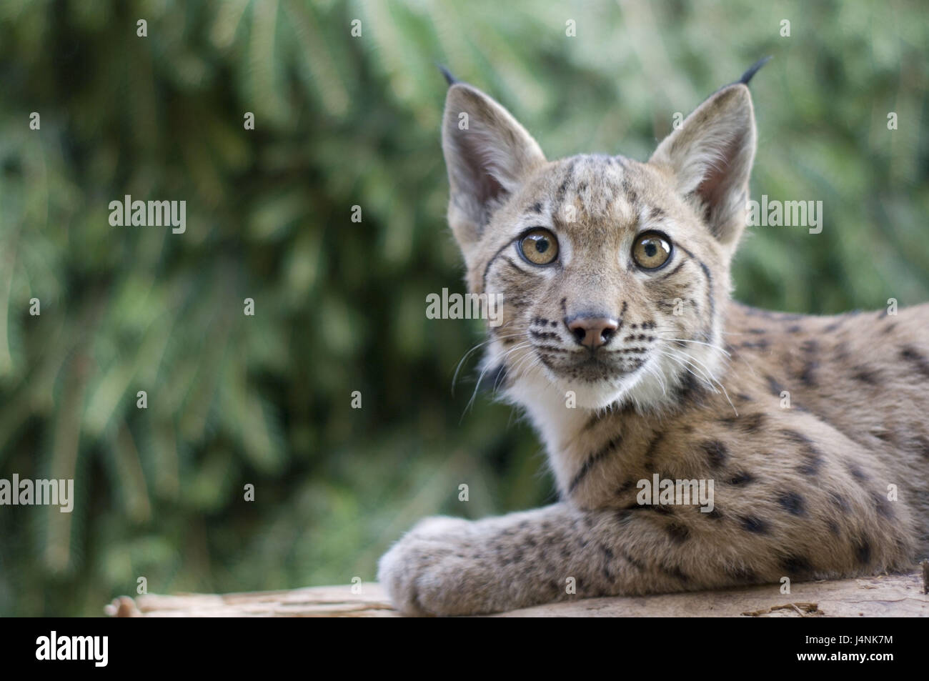 Lynx ears hi-res stock photography and images - Alamy