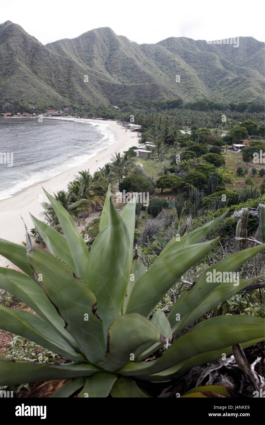 Venezuela, north coast, Henri Pittier Nationalpark, Chuao Stock Photo ...