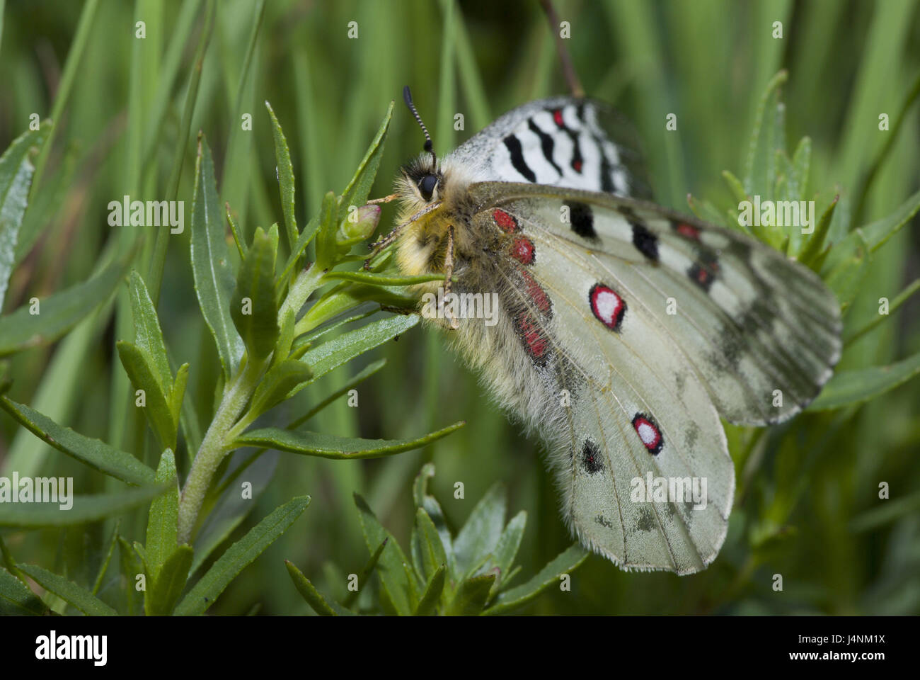 Meadow, high-level alps-Apollofalter, Parnassius phoebus, preview ...