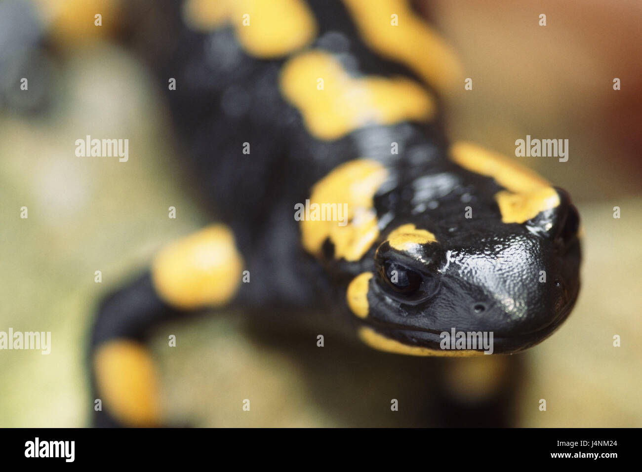 Spotted salamander, Salamandra salamandra, portrait, blur, Germany ...