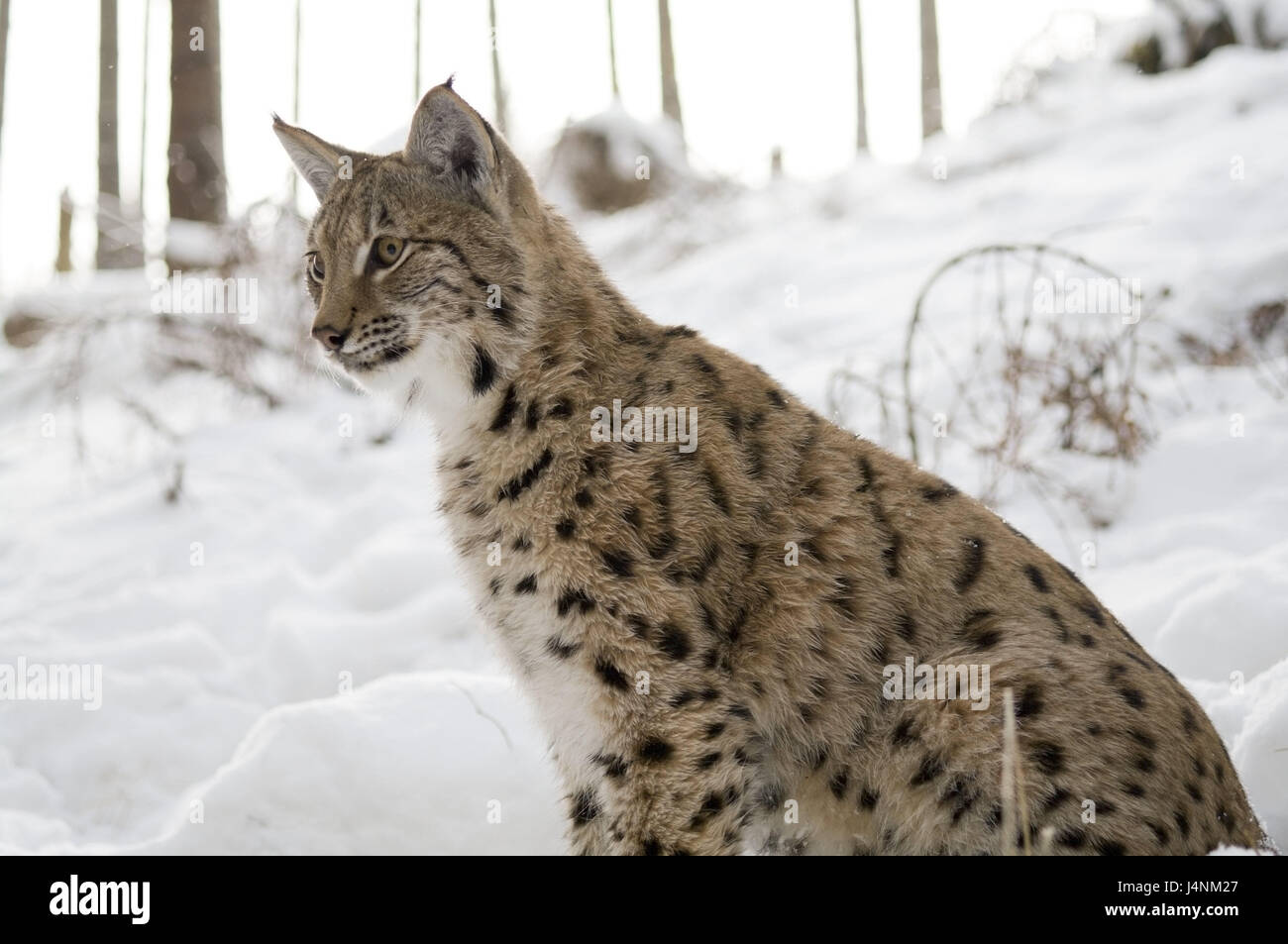 Wood, Eurasian lynx, Lynx lynx, young animal, preview, snow, winter ...