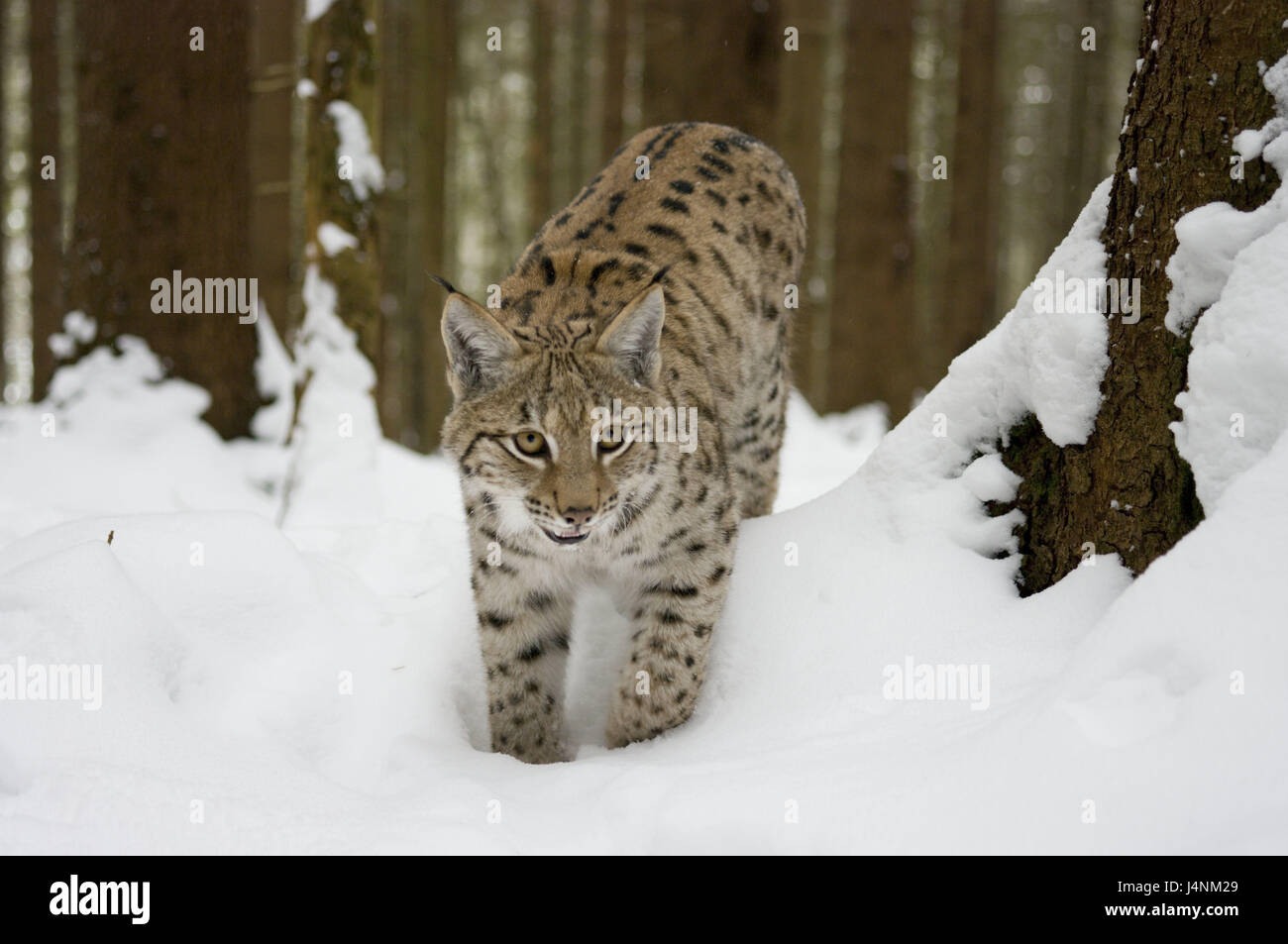 Wood, Eurasian lynx, Lynx lynx, young animal, snow, winter, Slovakia ...