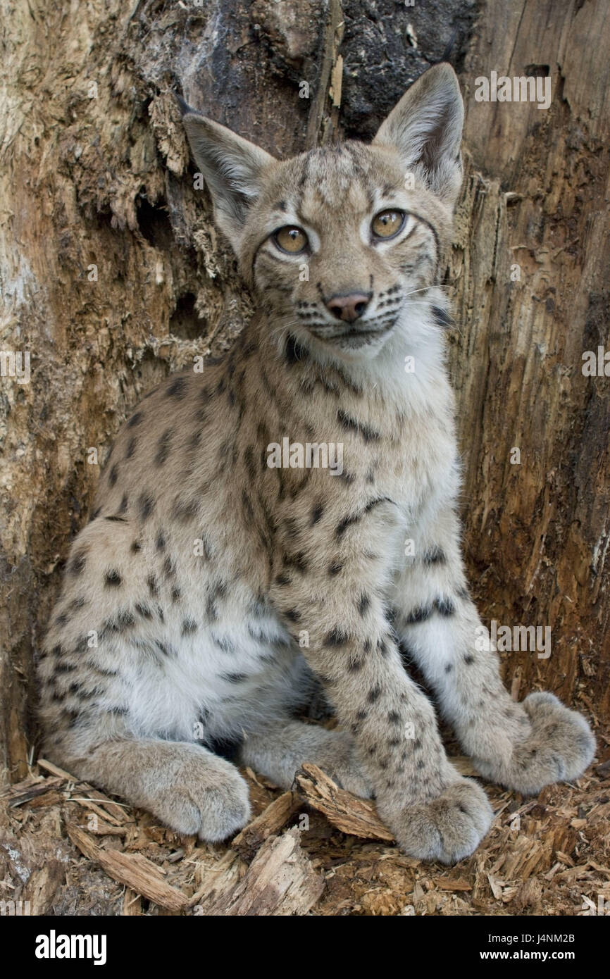 Eurasian lynx, Lynx lynx, young animal, sit, tree stump, rotten ...