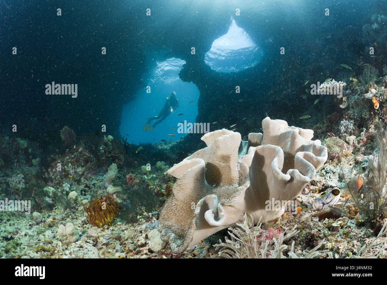 Diver in grotto, Raja Ampat, west Papua, Indonesia Stock Photo - Alamy