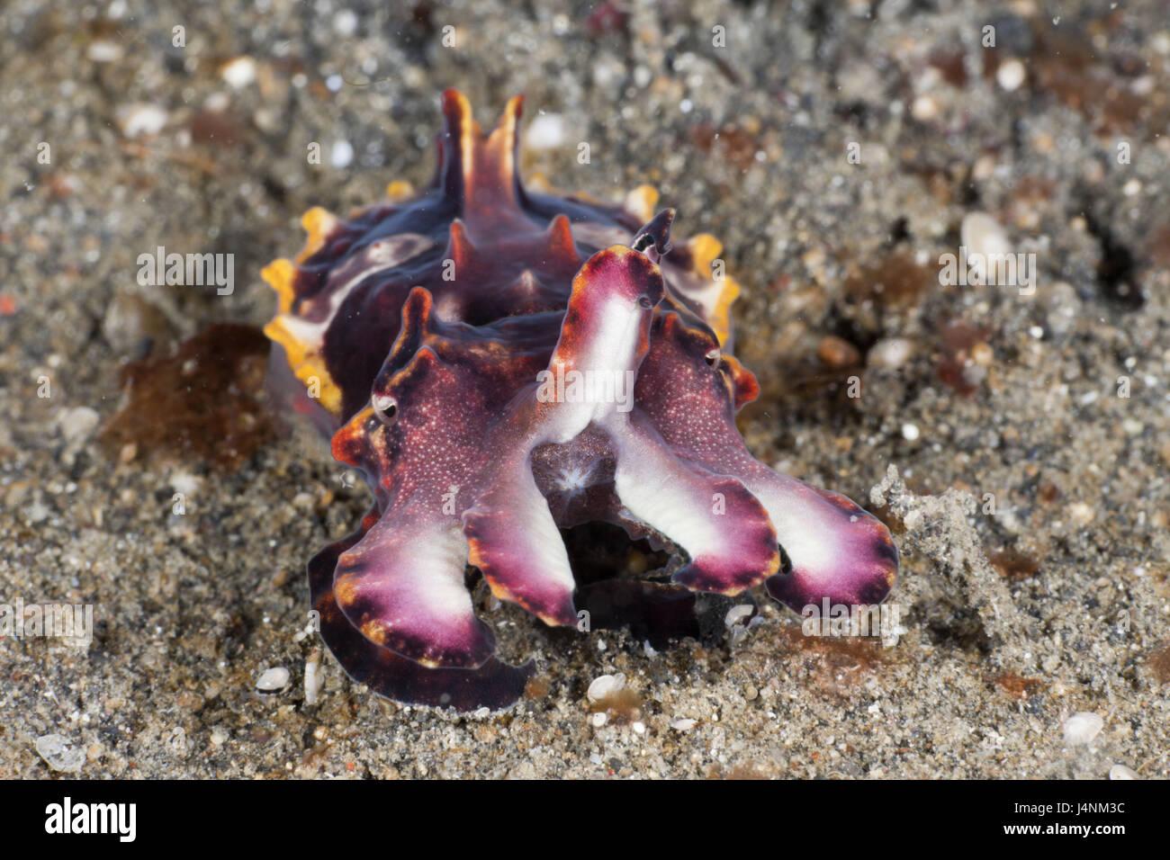 Pepper splendour cuttlefish, Metasepia pfefferi, Lembeh Strait, the ...
