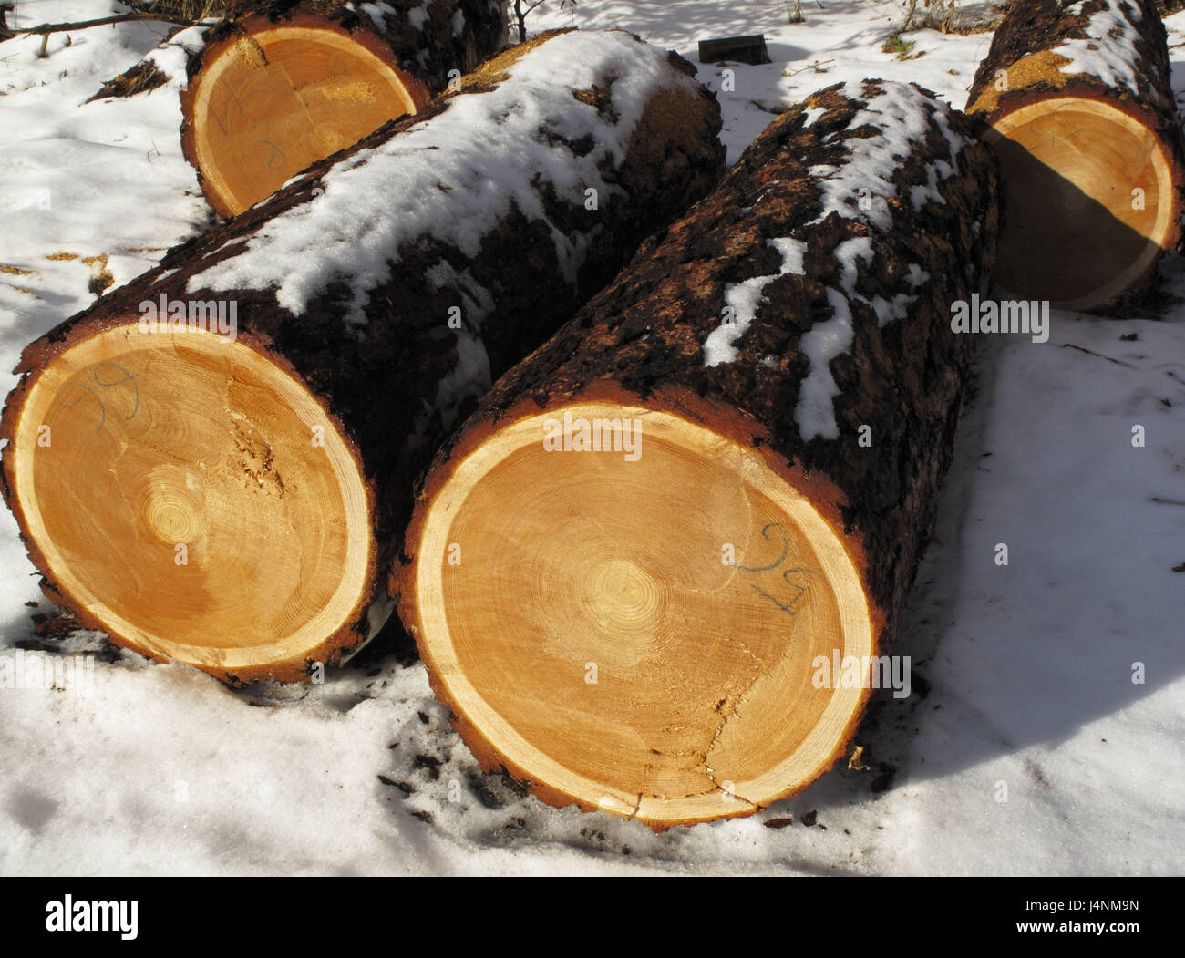 Timber, trunks, snow, winter, pines, trees, strains, woodwork, energy ...