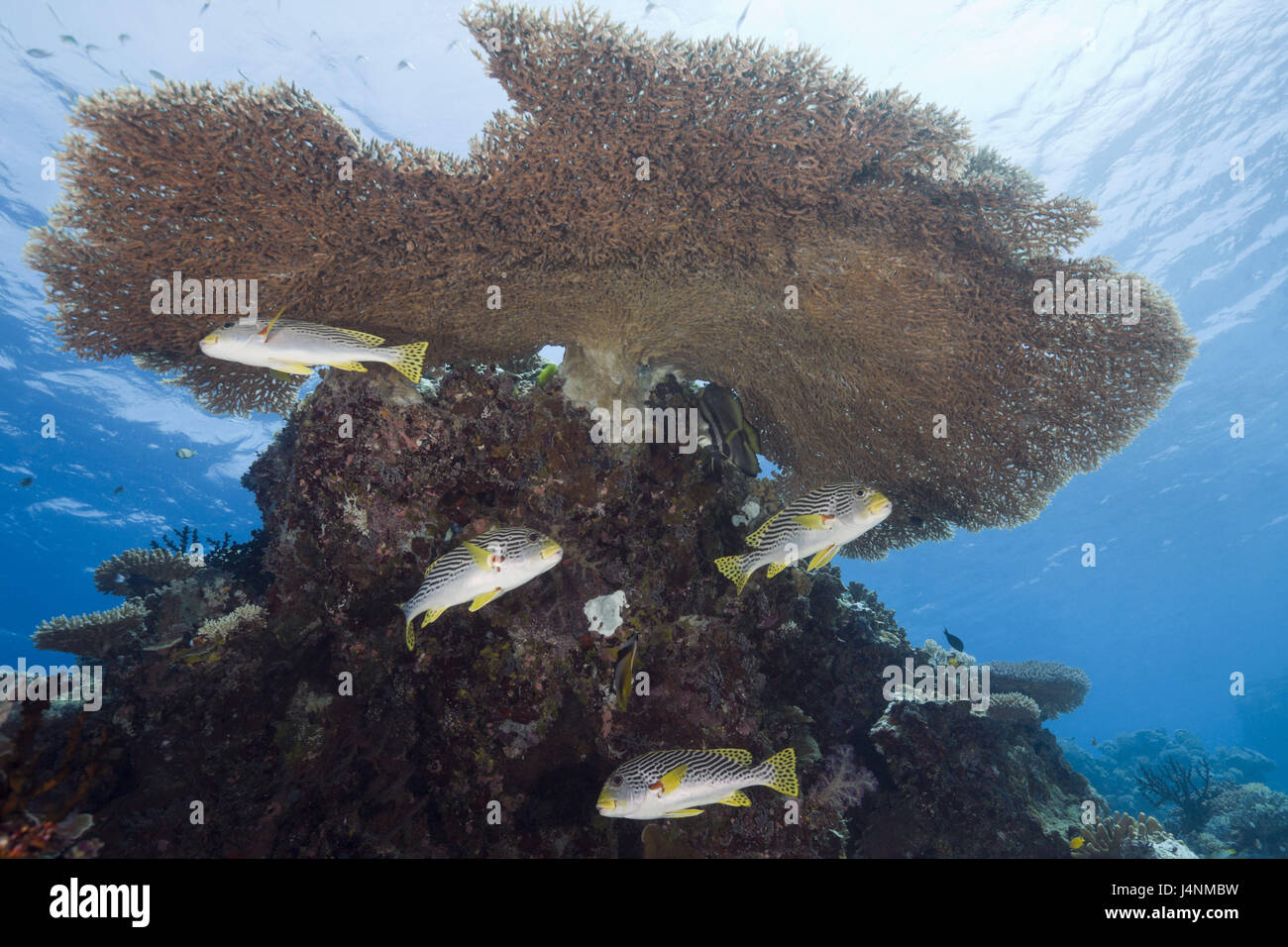 Sweet lips fish hi-res stock photography and images - Alamy