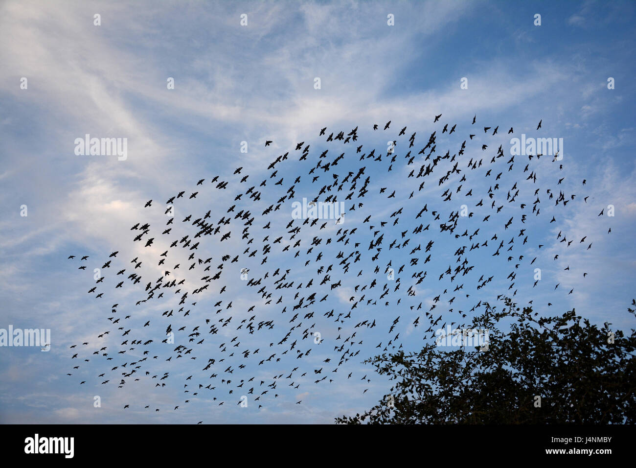 Flocking behavior hi-res stock photography and images - Alamy