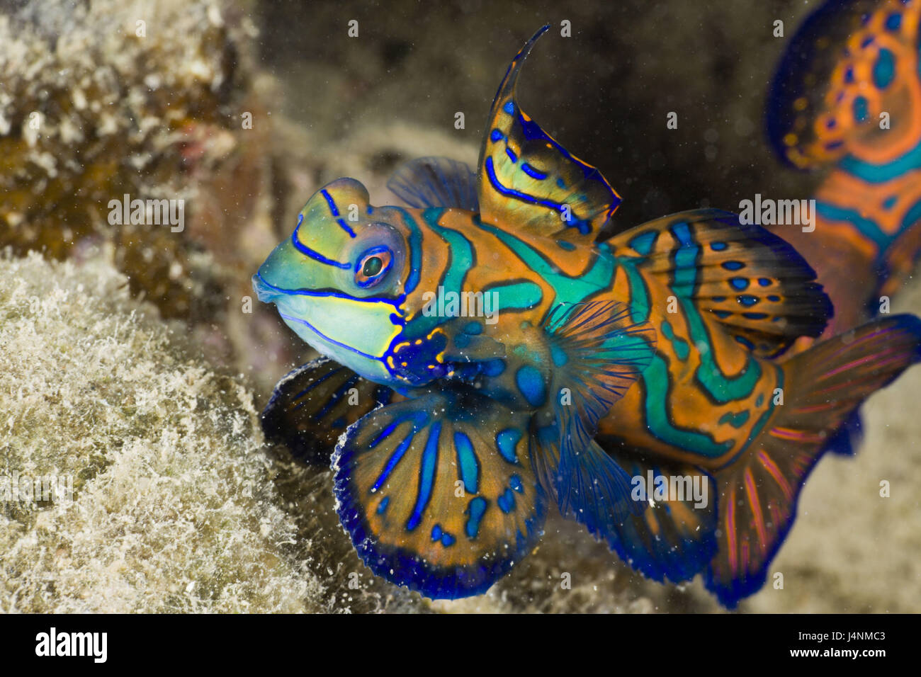 Palau Fish Id