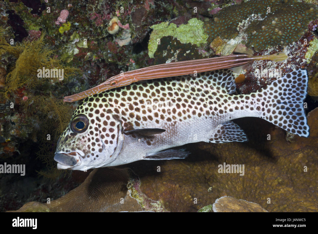Plectorhinchus fish underwater hi-res stock photography and images - Alamy
