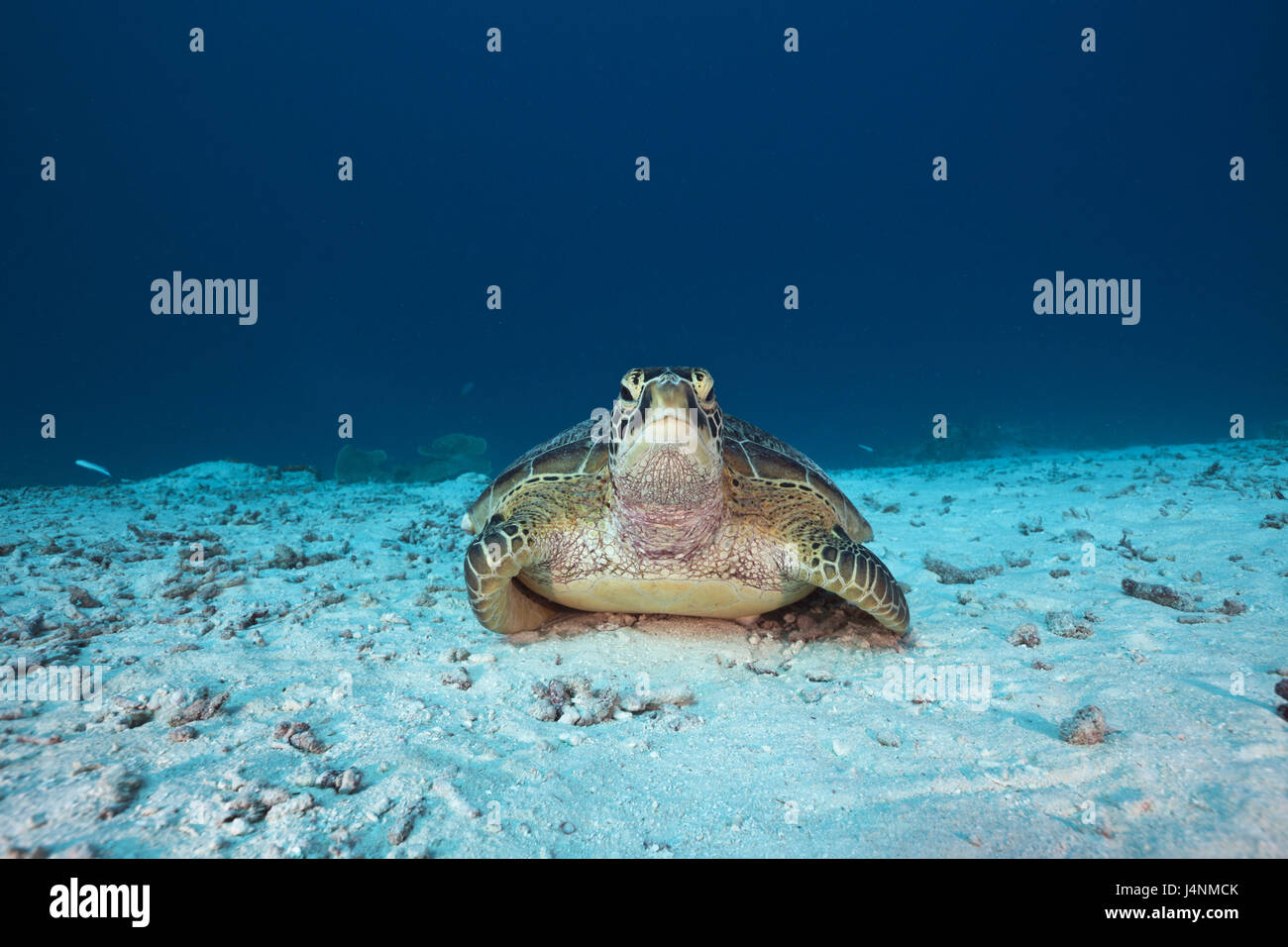 Underwater recording, green sea tortoise, Chelonia mydas, seabed Stock ...