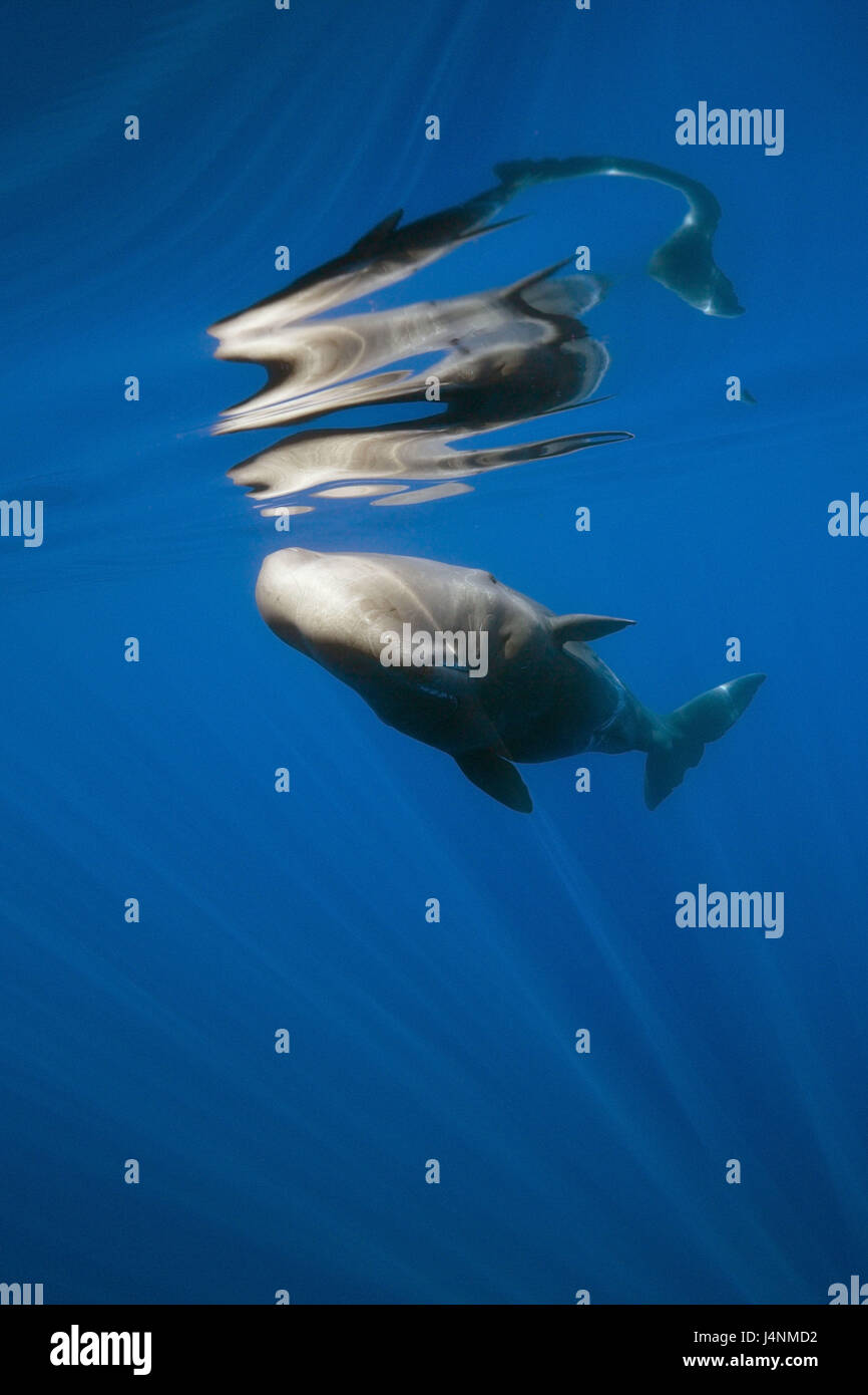 Sperm whale underwater hi-res stock photography and images - Alamy