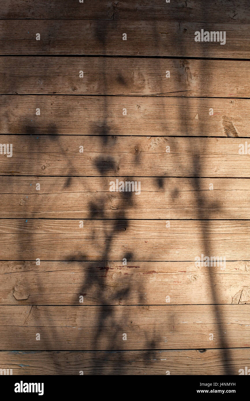 Texture of a tree with a shadow of a plant Stock Photo - Alamy