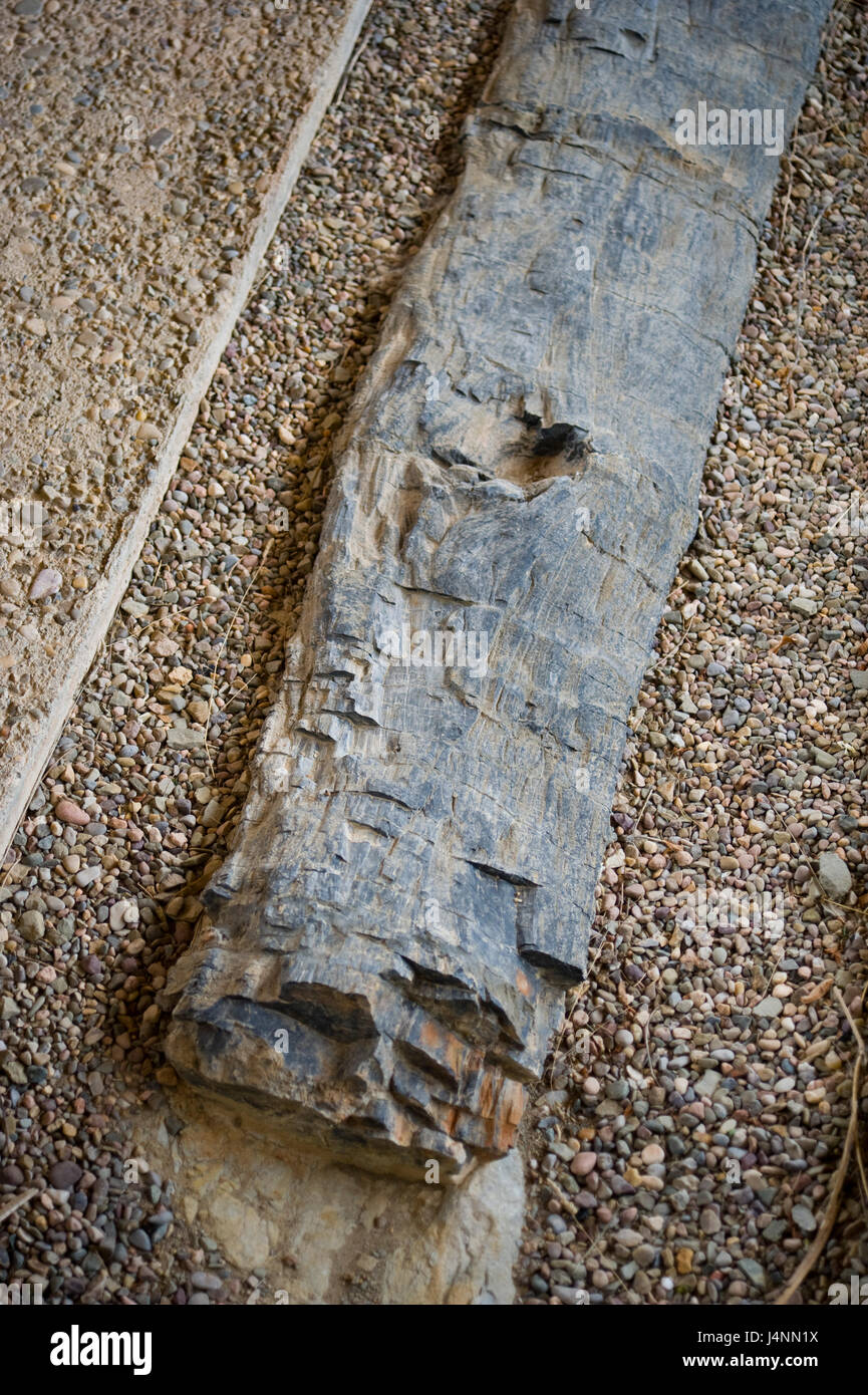 Fossilized trunk of conifer tree from Cretaceous period, 120 million ...