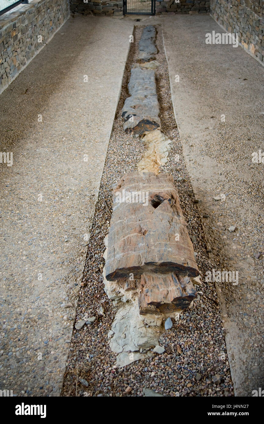 Fossilized trunk of conifer tree from Cretaceous period, 120 million ...