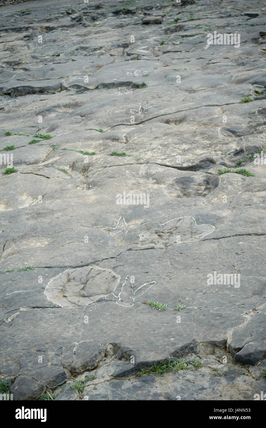 Ornithopod Sauropod Hadrosaurichnoides igeensis and theropod footprints ...