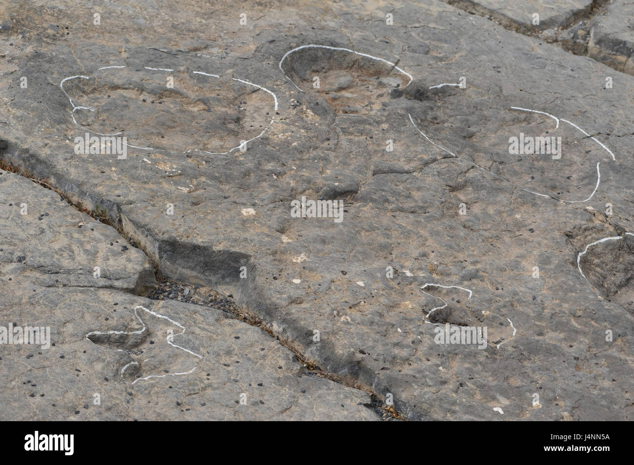 Ornithopod Sauropod Hadrosaurichnoides igeensis footprints. La Era del ...