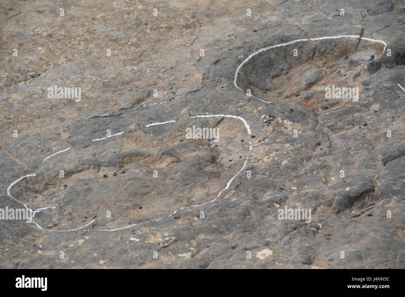 Ornithopod Sauropod Hadrosaurichnoides igeensis footprints. La Era del ...