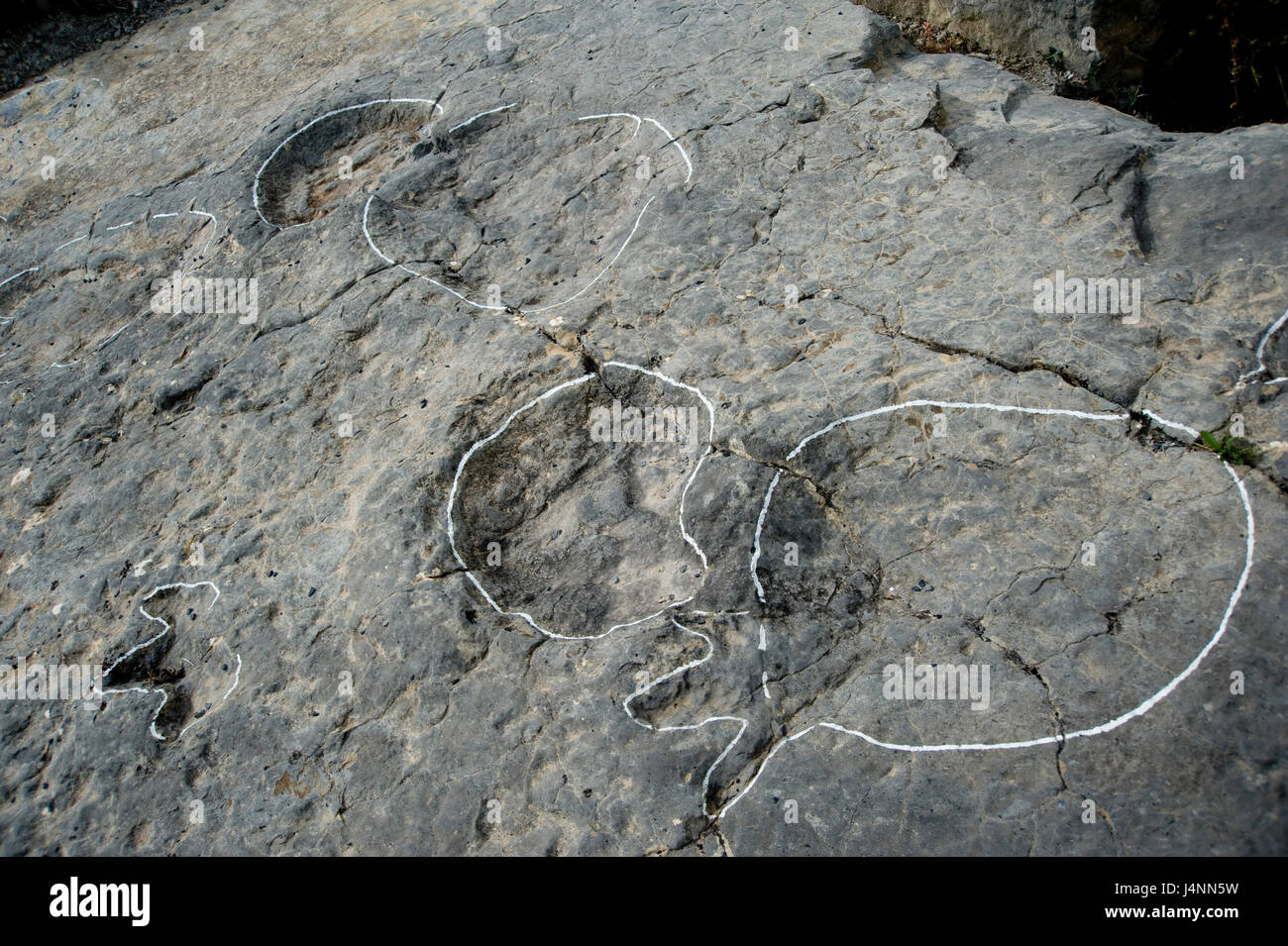 Ornithopod Sauropod Hadrosaurichnoides igeensis footprints. La Era del ...