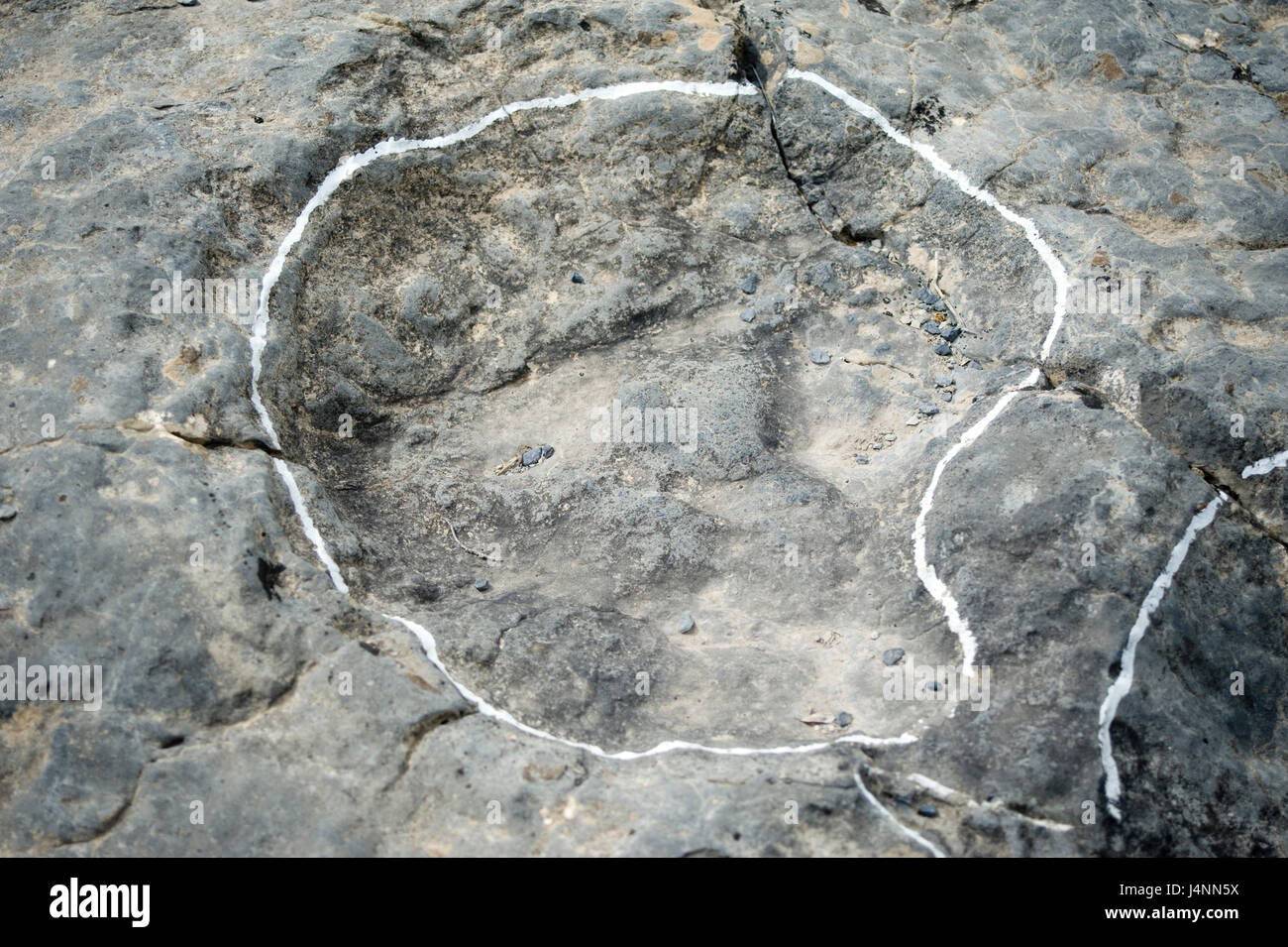 Ornithopod Sauropod Hadrosaurichnoides igeensis footprints. La Era del ...