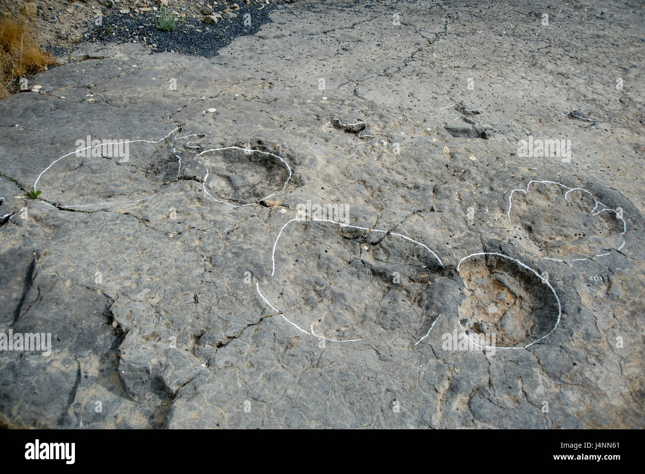Ornithopod Sauropod Hadrosaurichnoides igeensis footprints. La Era del ...