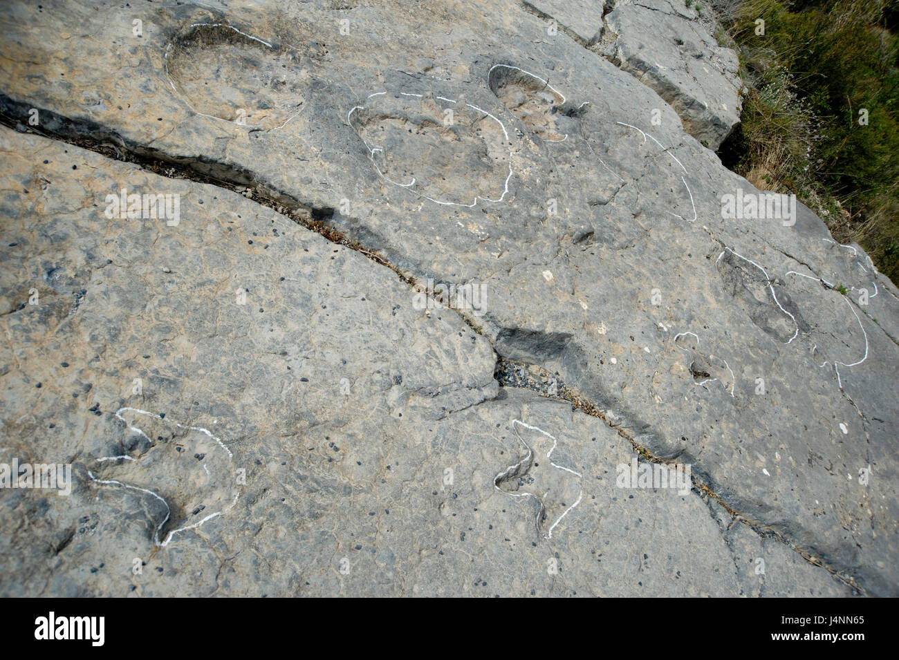 Ornithopod Sauropod Hadrosaurichnoides igeensis footprints. La Era del ...
