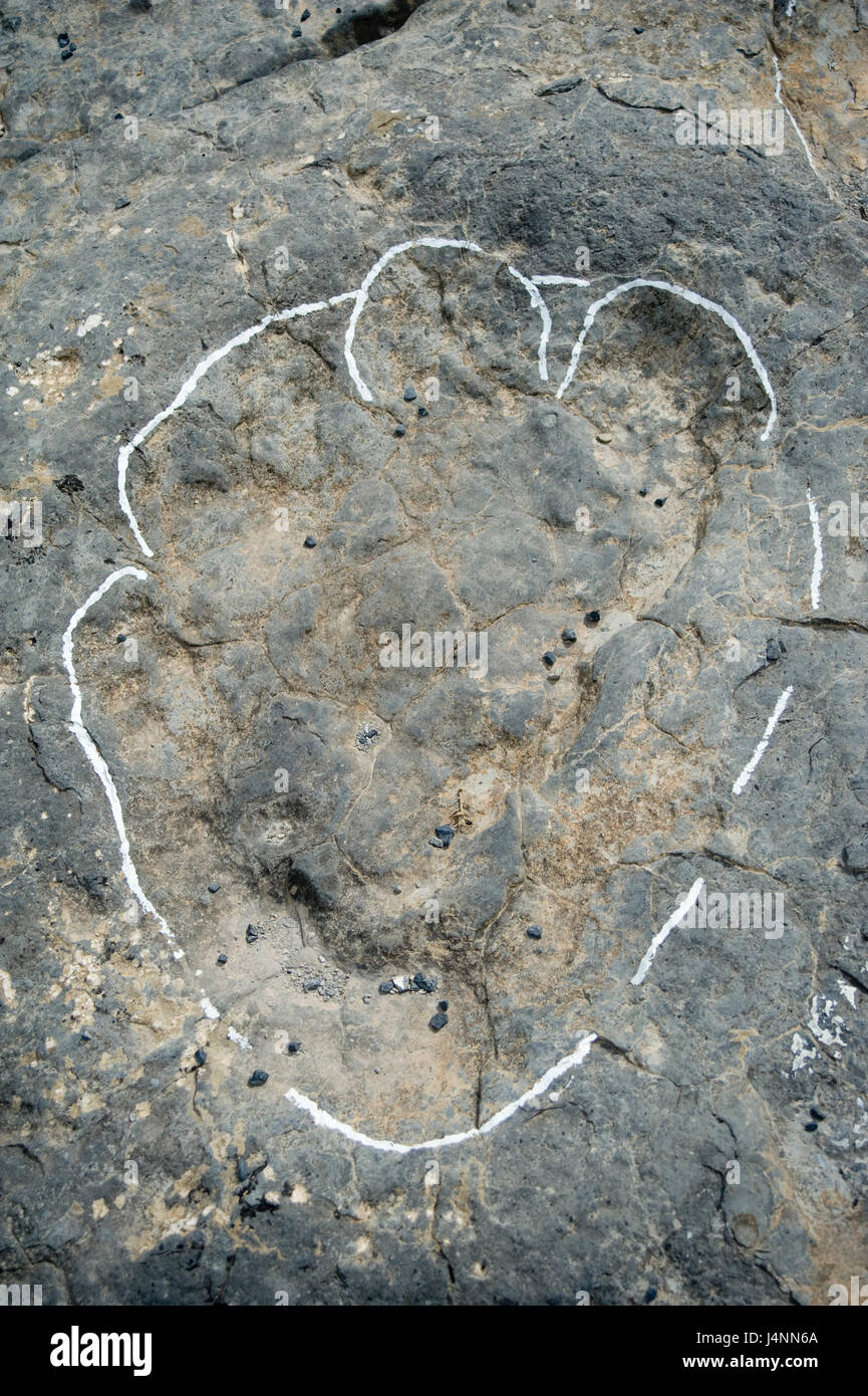 Sauropod footprints hi-res stock photography and images - Alamy