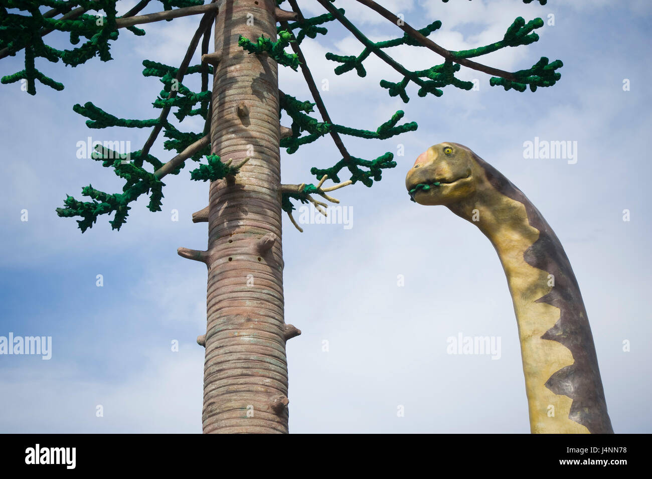 Replica of sauropod camarasaurus eating leafs of araucaria conifer tree ...